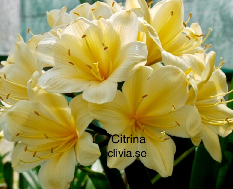 CLIVIA PLANTOR